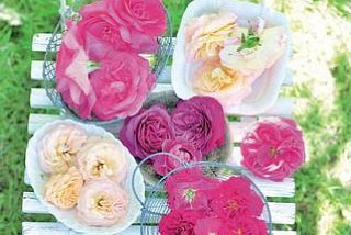 Šípkový Sven - Recepty.cz - On-line kuchařka